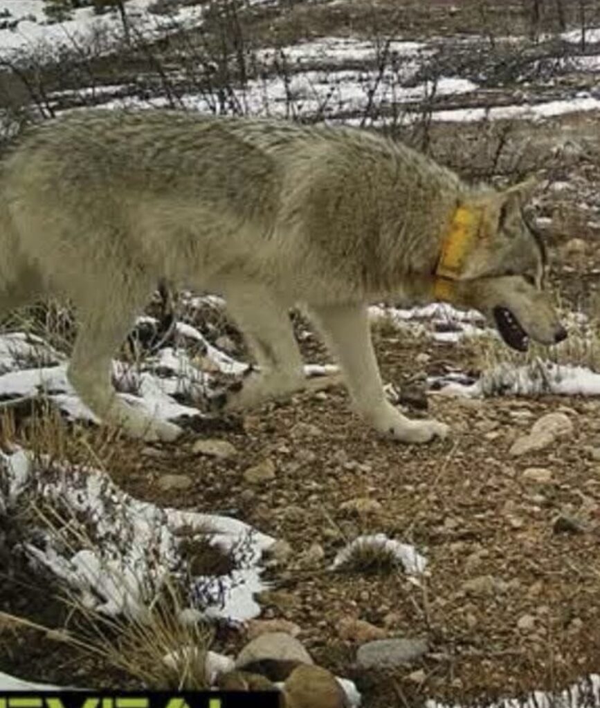 4.16.2025 WOLF TRACKS – Stand Firm CrossFit